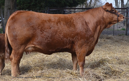 Dos ejemplares argentinos entre los mejores Limousin del mundo - De ...