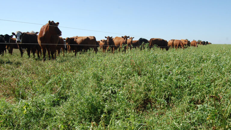 Presentan un nuevo centeno para pastoreo y cultivo de servicio - De ...