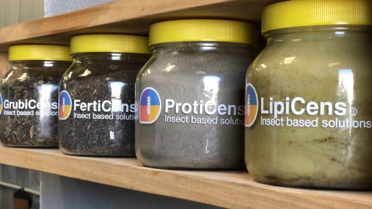 Apoyo a innovador método de producción de harina de insectos para ...