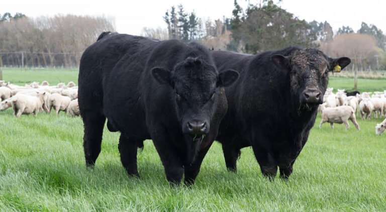 "Nuevas voces, nuevas visiones": las propiedades de la raza Angus - De ...