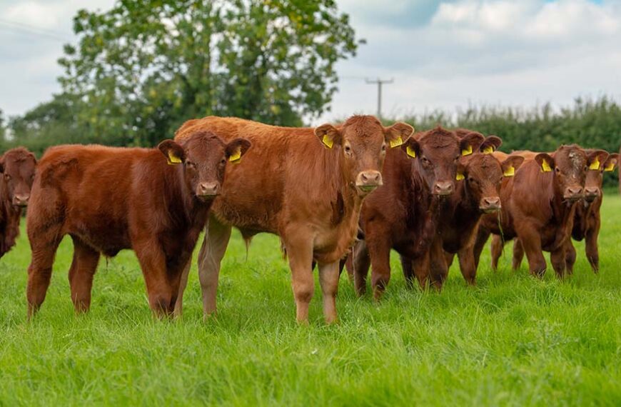 Consorcios microbianos y bio-control equilibrado de plagas y ...