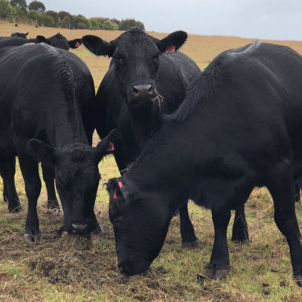 La vaca sigue valorizándose; estabilidad para novillos y jóvenes - De ...
