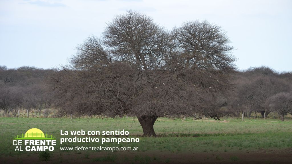 Colombo y Colombo archivos - De Frente al Campo