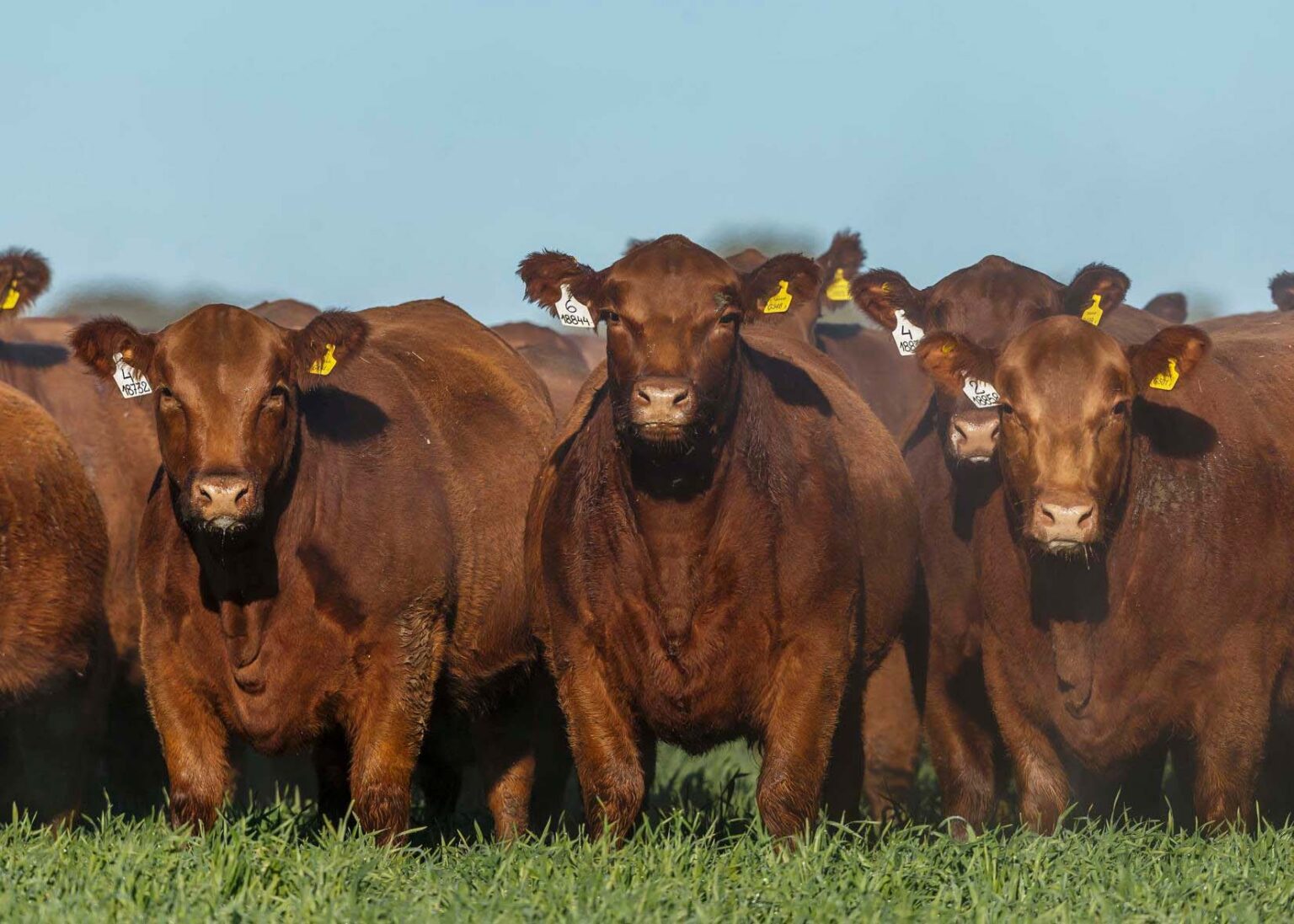 Angus: Informe mensual de Enero 2024 - De Frente al Campo