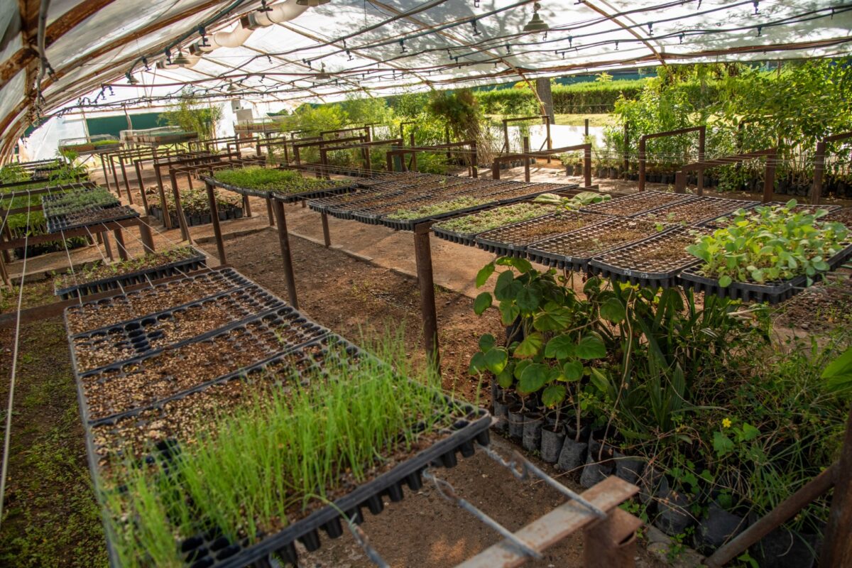 Los Viveros Forestales Provinciales producen sus propias semillas y ...