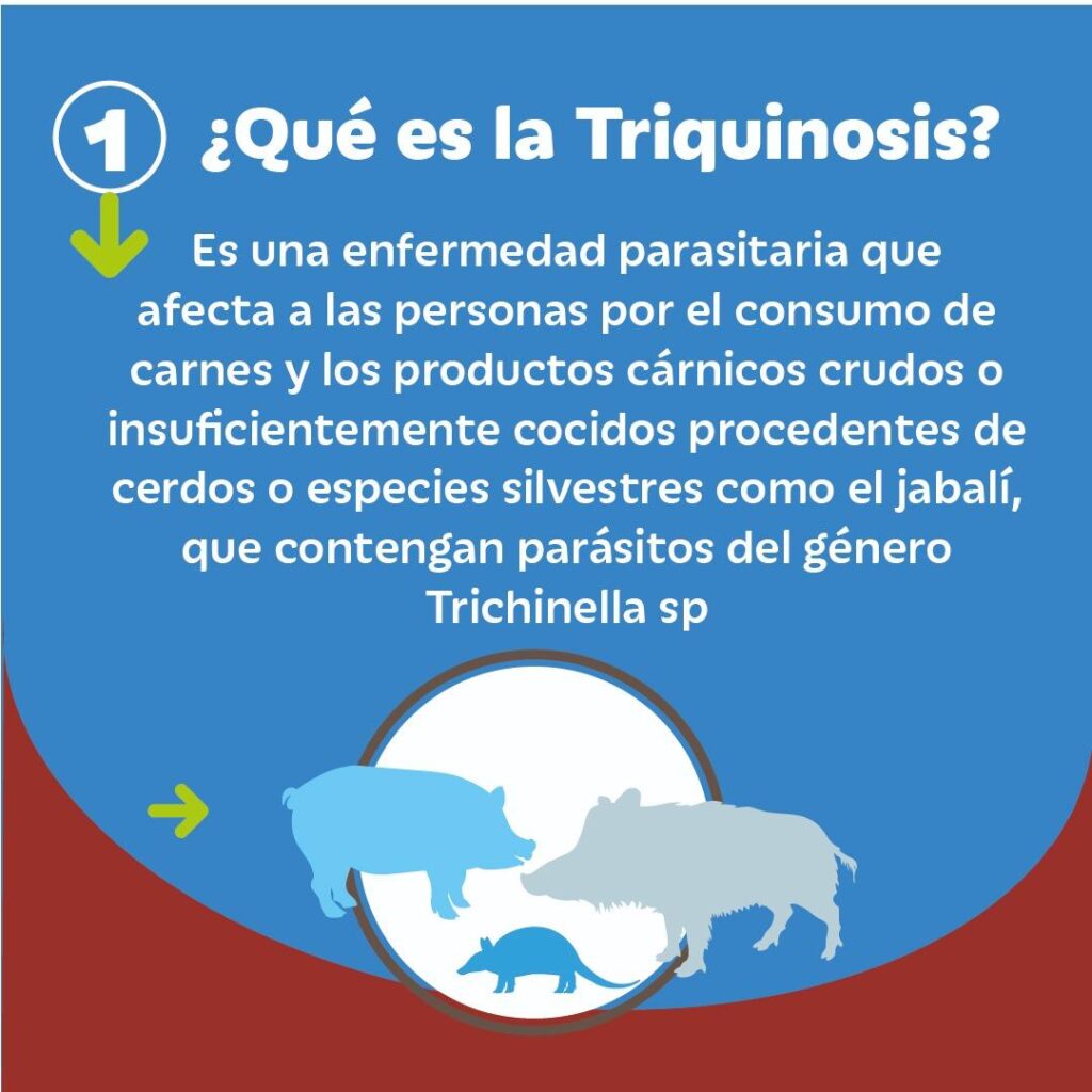 Triquinosis: qué es, medidas preventivas y sintomatologías – Saladillo ...